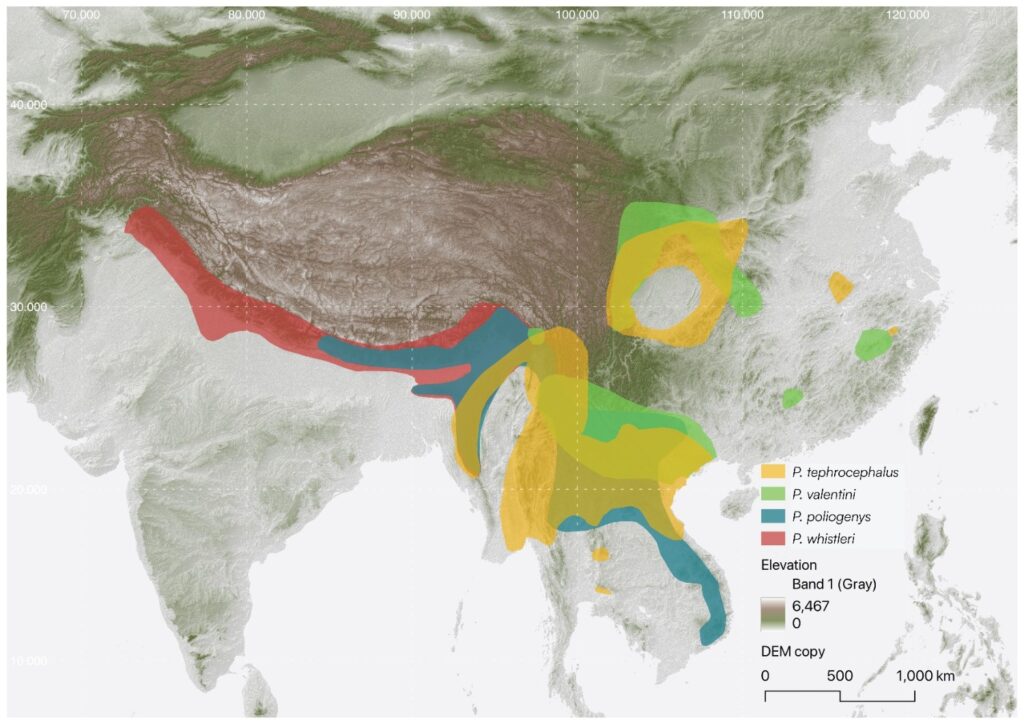 Improved detection and classification of cryptic ‘Phylloscopus ...