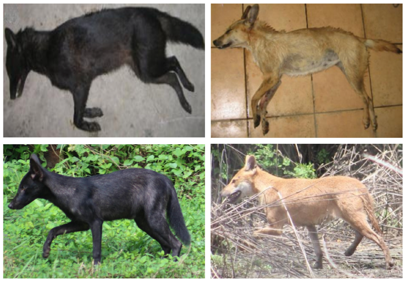 Preliminary Evidence of Hybridisation Between Golden Jackals and Dogs ...